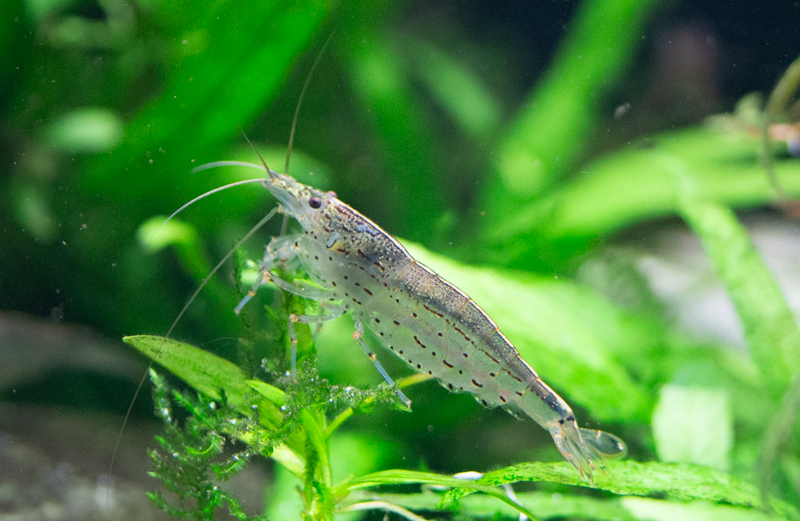 Caridina multidentata - Artikel | Garnele-Online.de