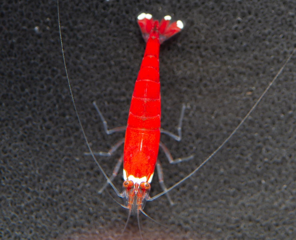 Super Crystal Red „Santa“ - Artikel | Garnele-Online.de