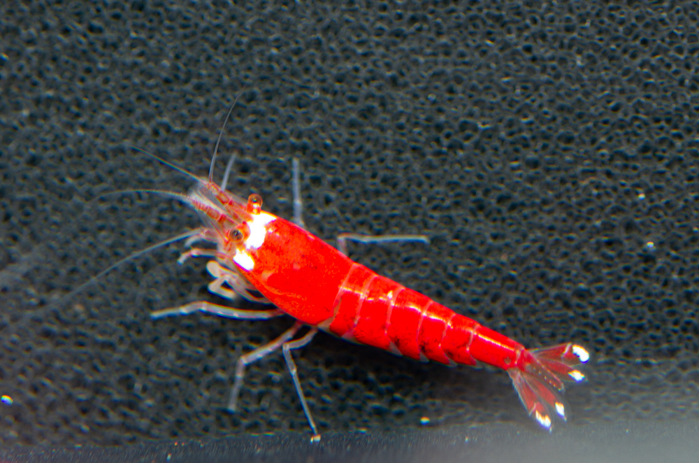 Super Crystal Red - Artikel | Garnele-Online.de